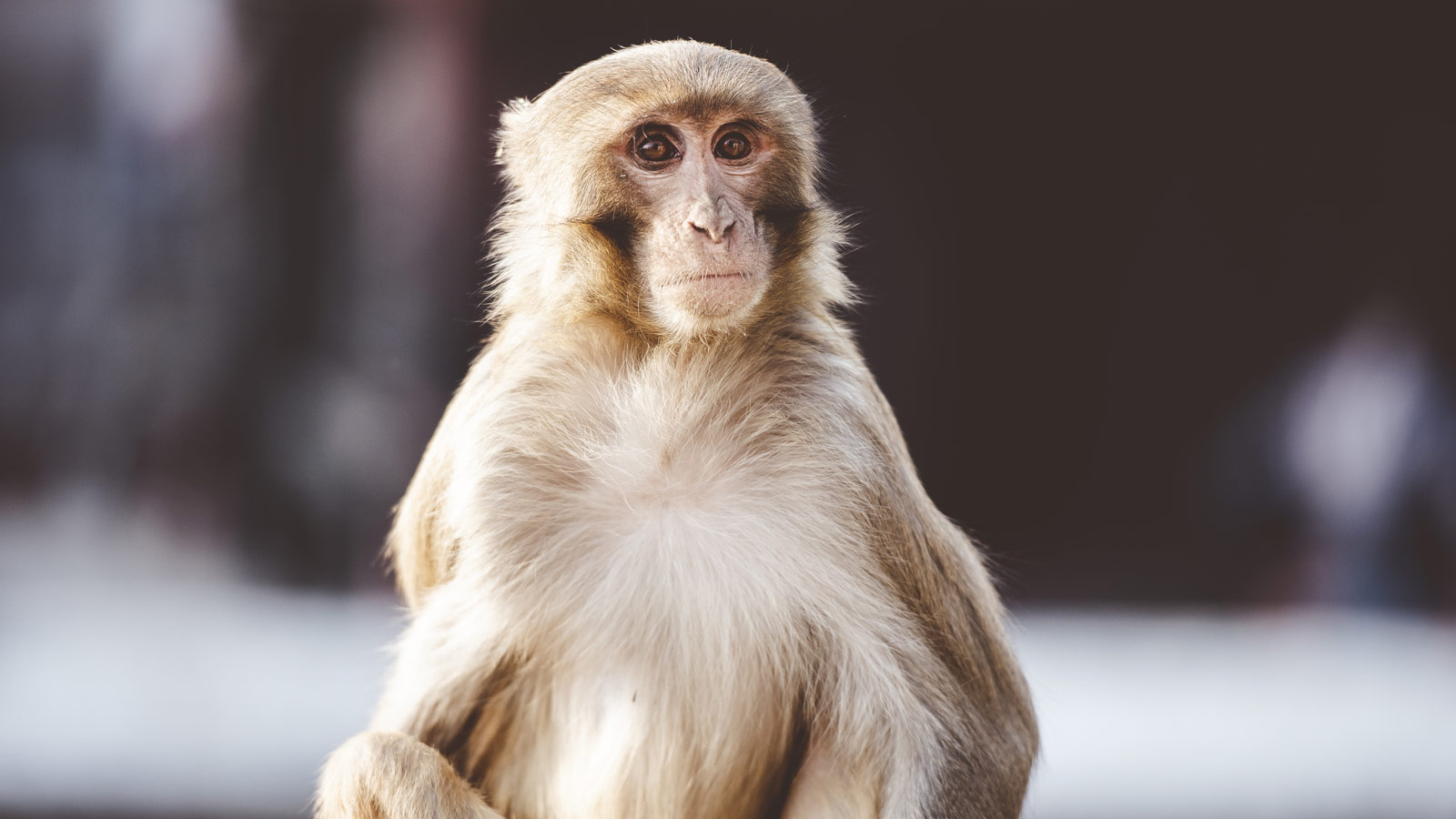 A Strategic Monkey Reserve?! | The Direct - Feb 25, 2021 | Whitewater ...